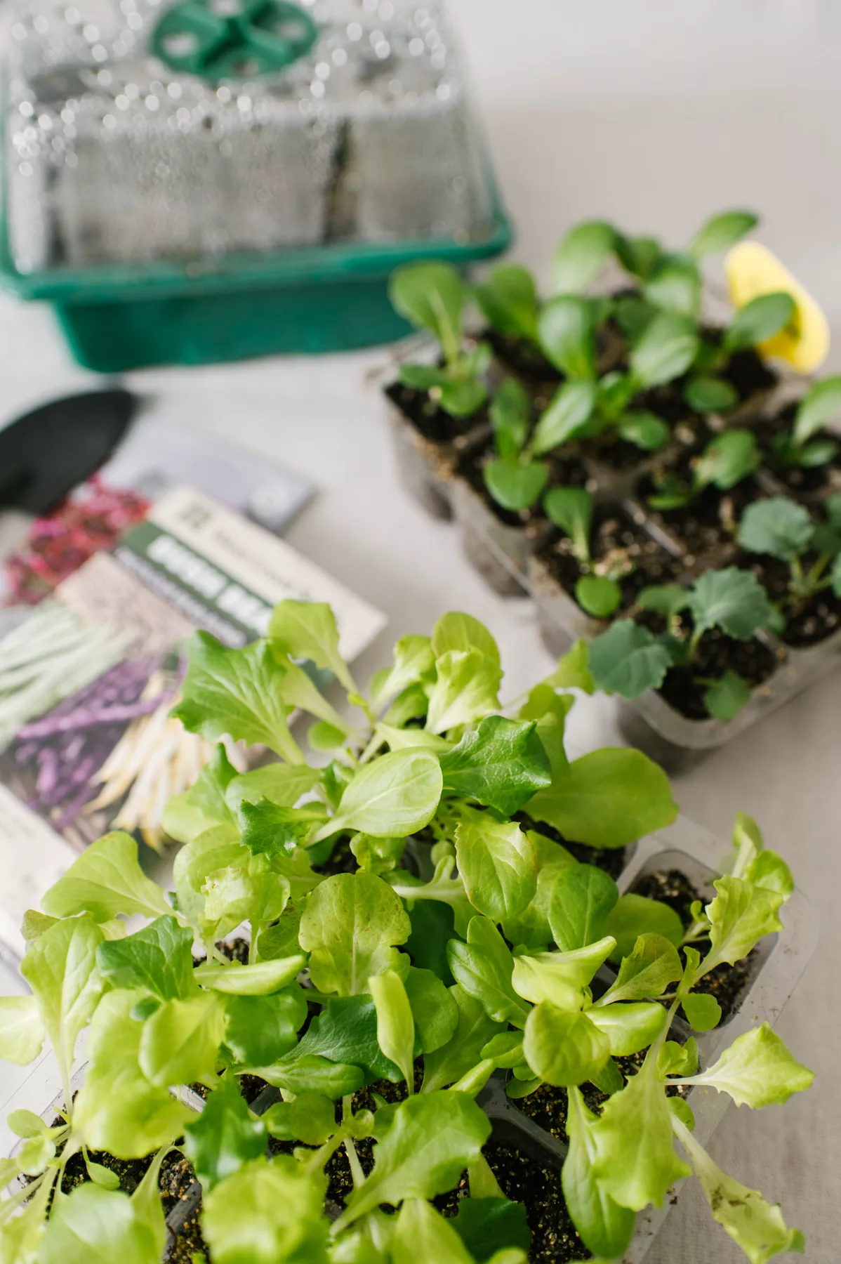 Our Indoor Seed Starting Setup The Rooted Farmhouse