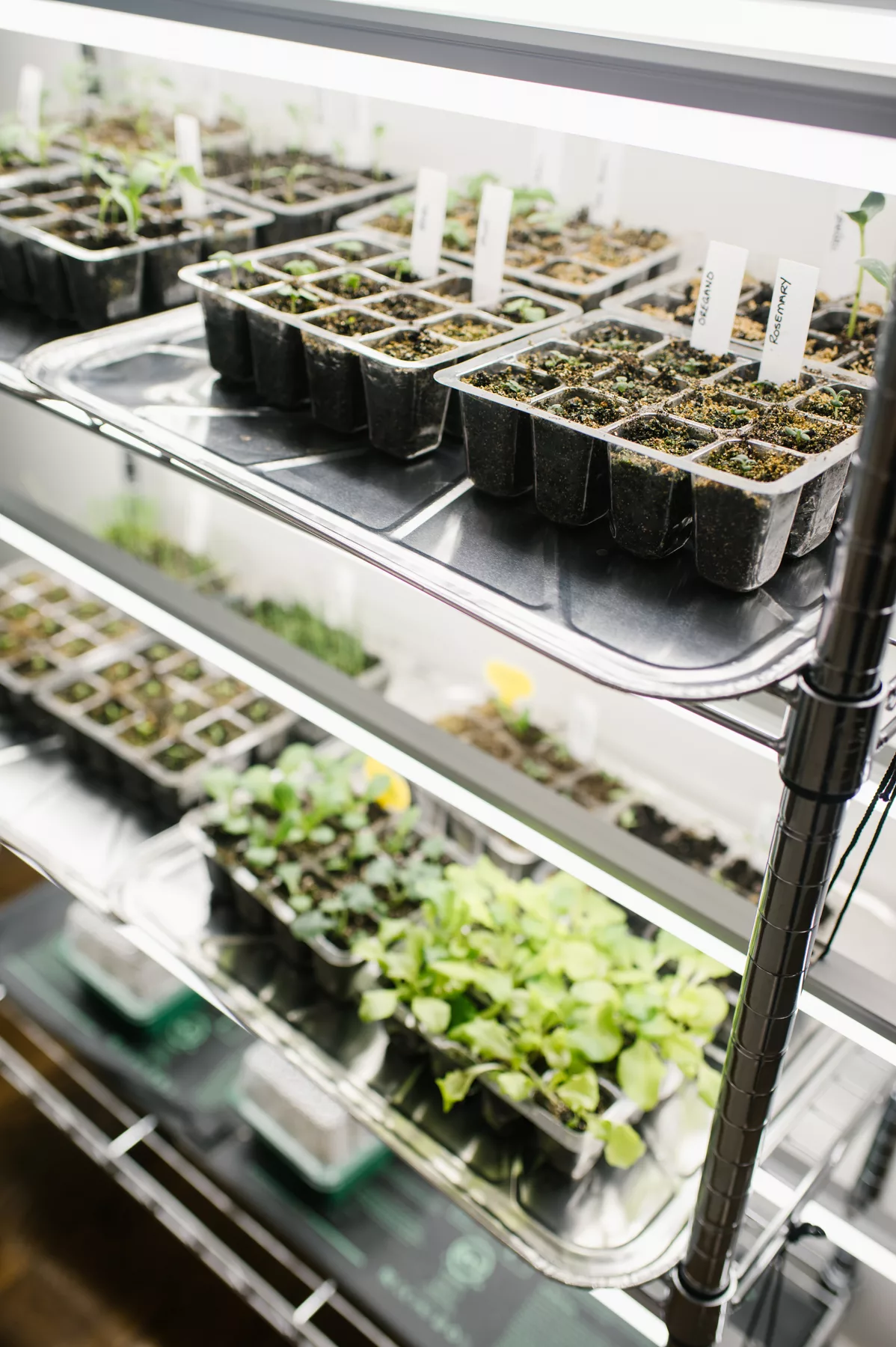 A Budget-Friendly Indoor Seed Starting Setup - The Rooted Farmhouse