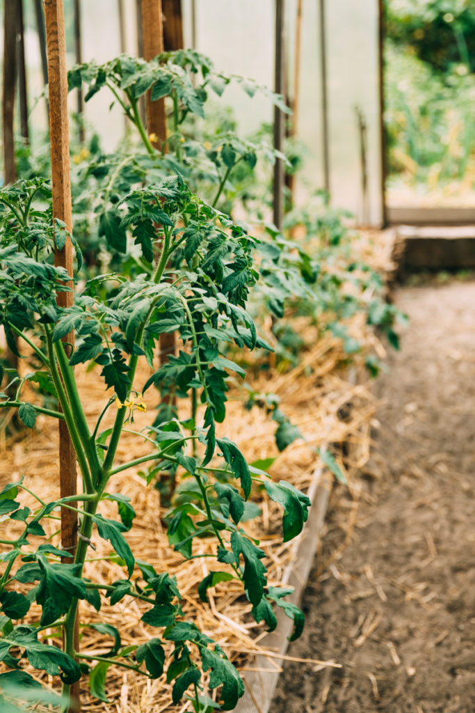 15 Reasons Why You Should Start Homesteading Now