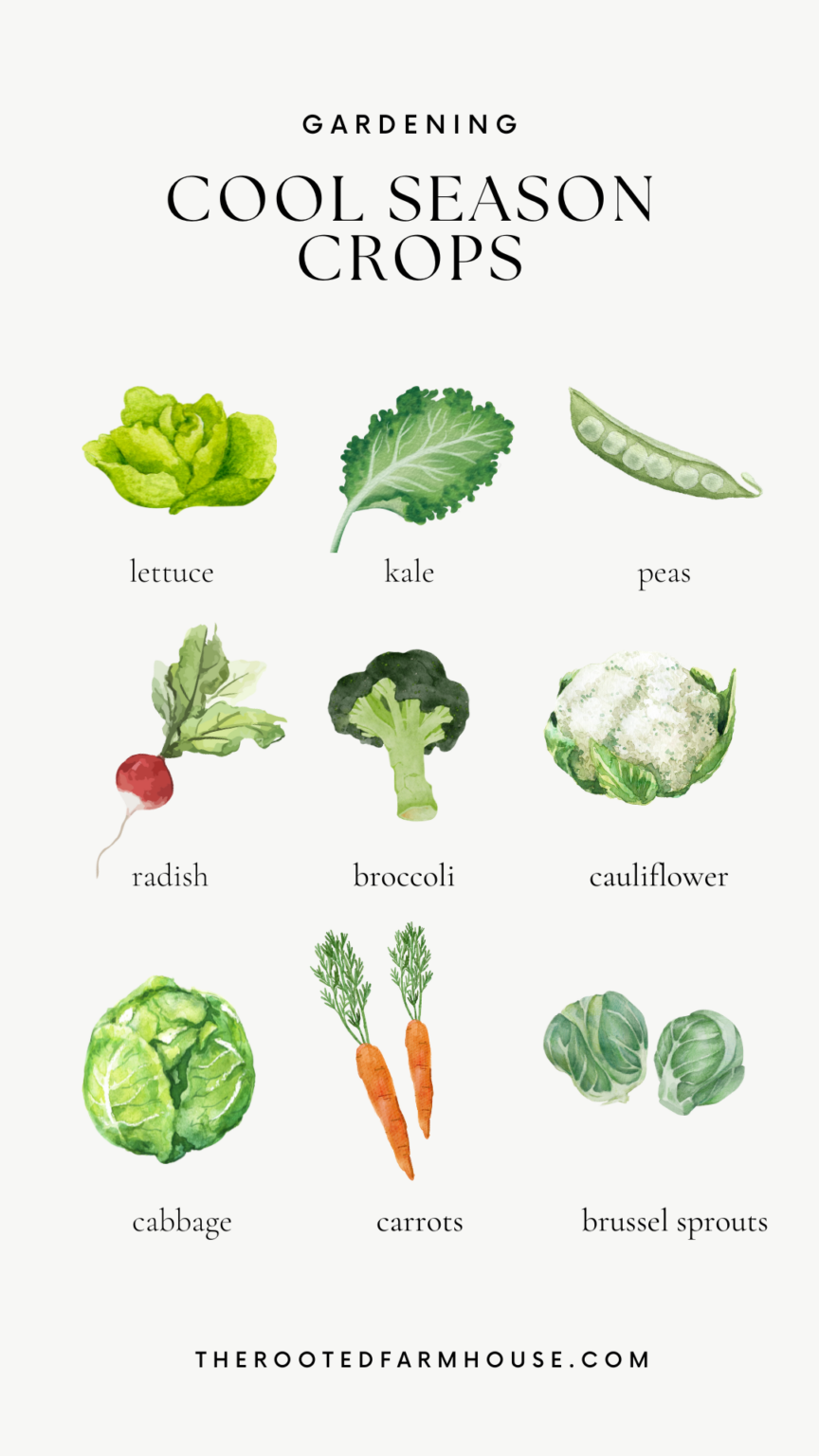 Frost Tolerant Vegetables You Can Plant in Early Spring