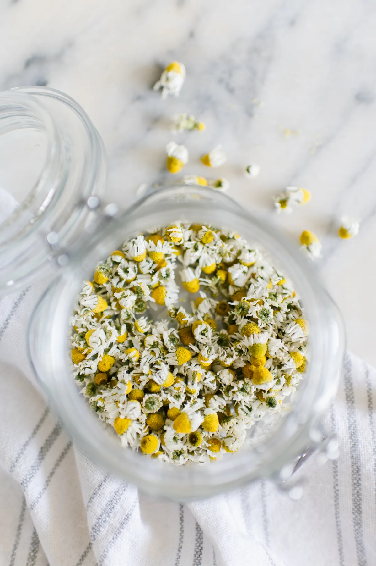 How to Harvest & Dry Chamomile Flowers | The Rooted Farmhouse