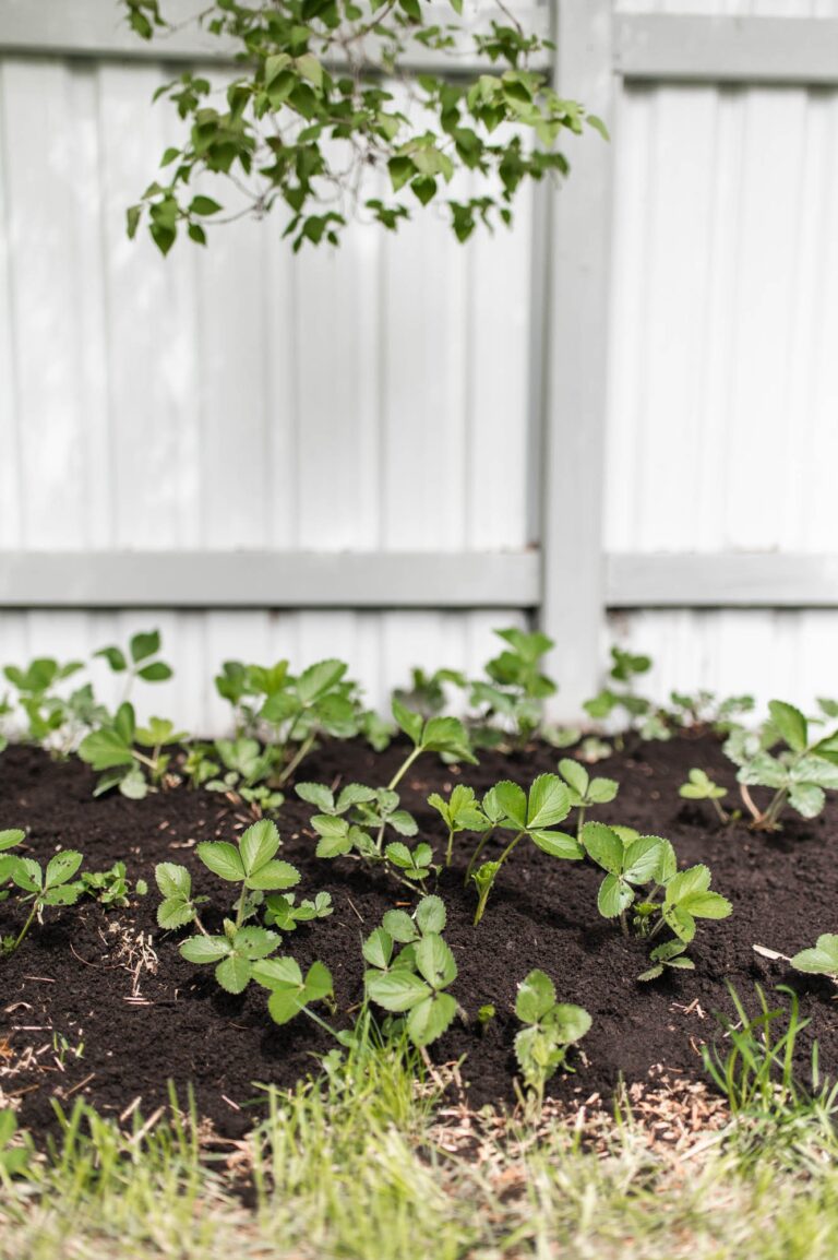 5 Steps to Prepare Your Strawberry Patch in Spring for an Abundant ...