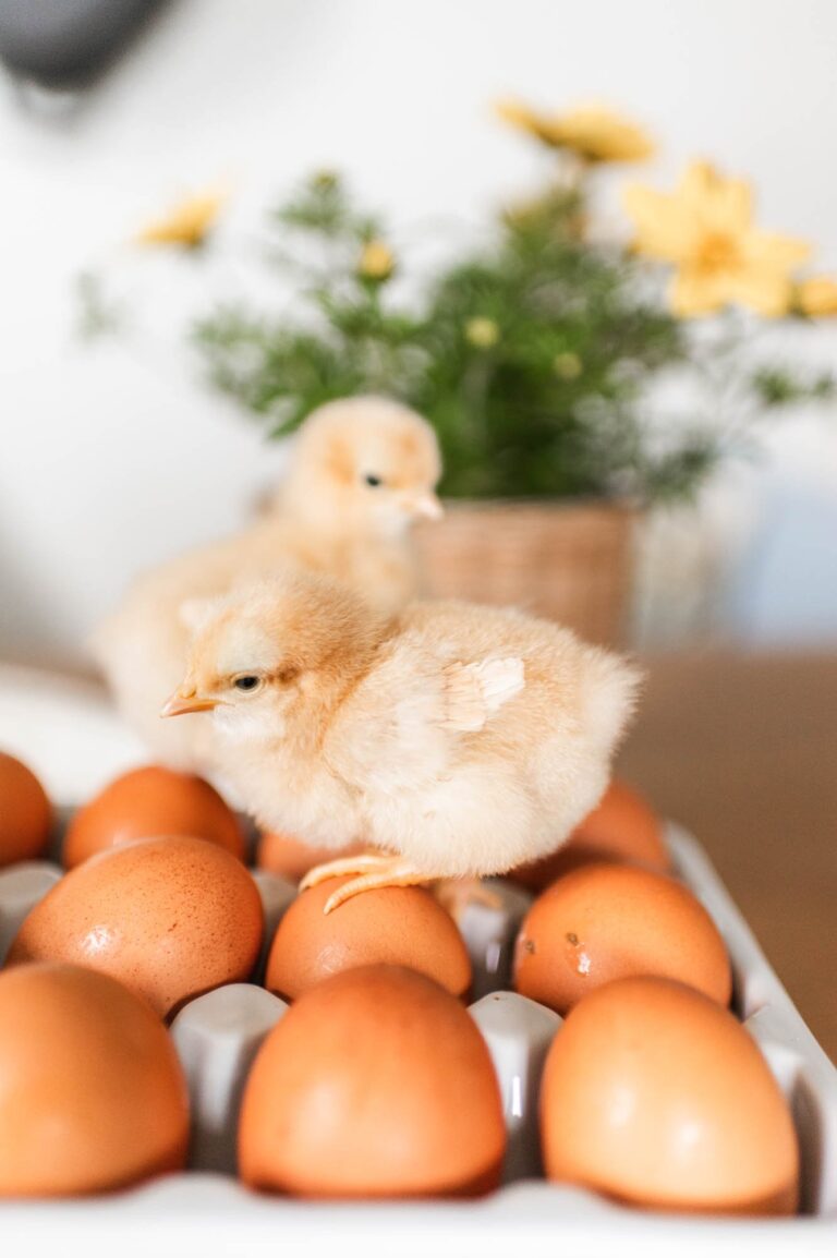 Budget-Friendly Chick Brooder Set-Up - The Rooted Farmhouse | Gardening ...