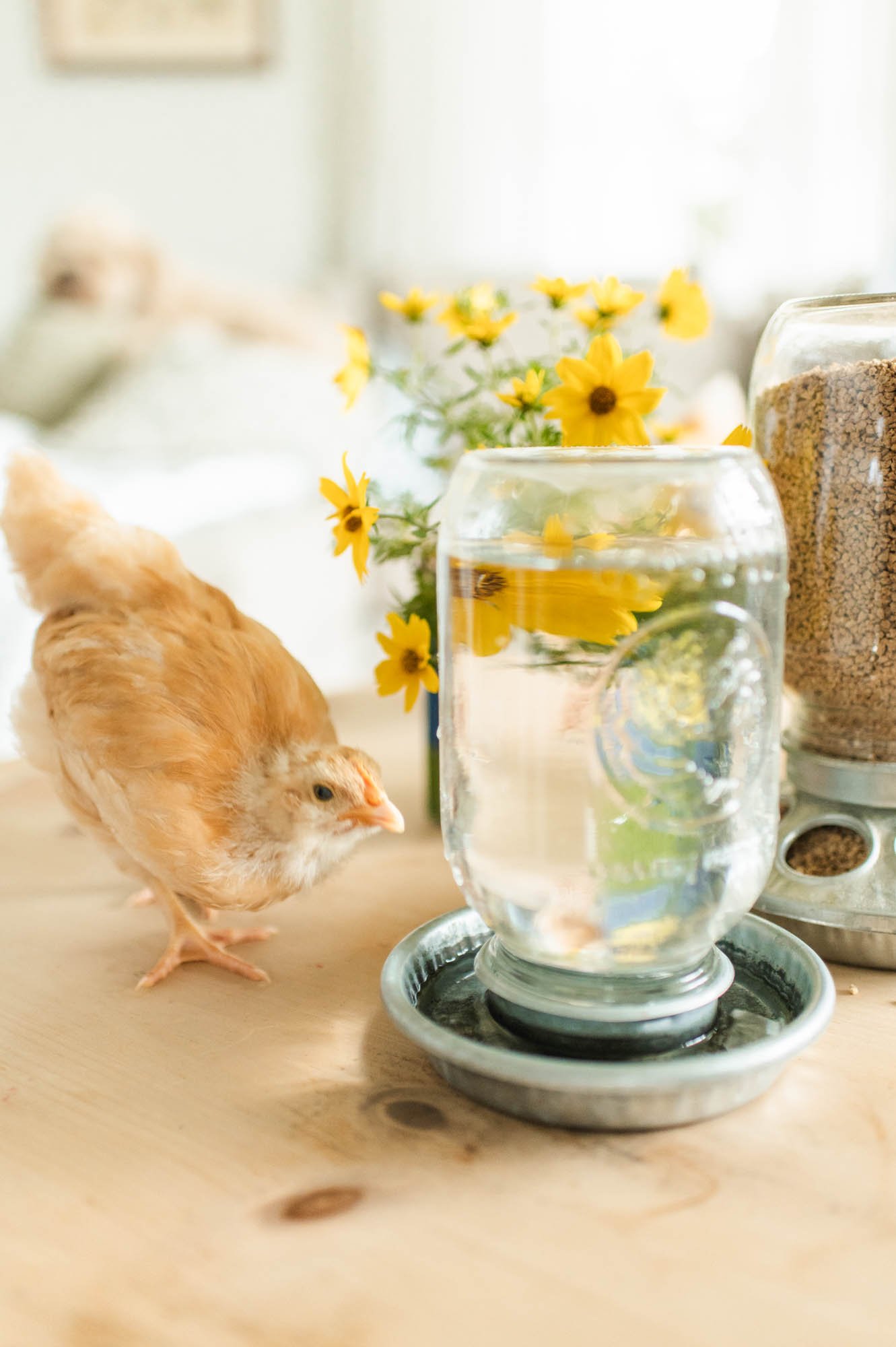 Our Indoor Seed Starting Setup - The Rooted Farmhouse | Gardening ...