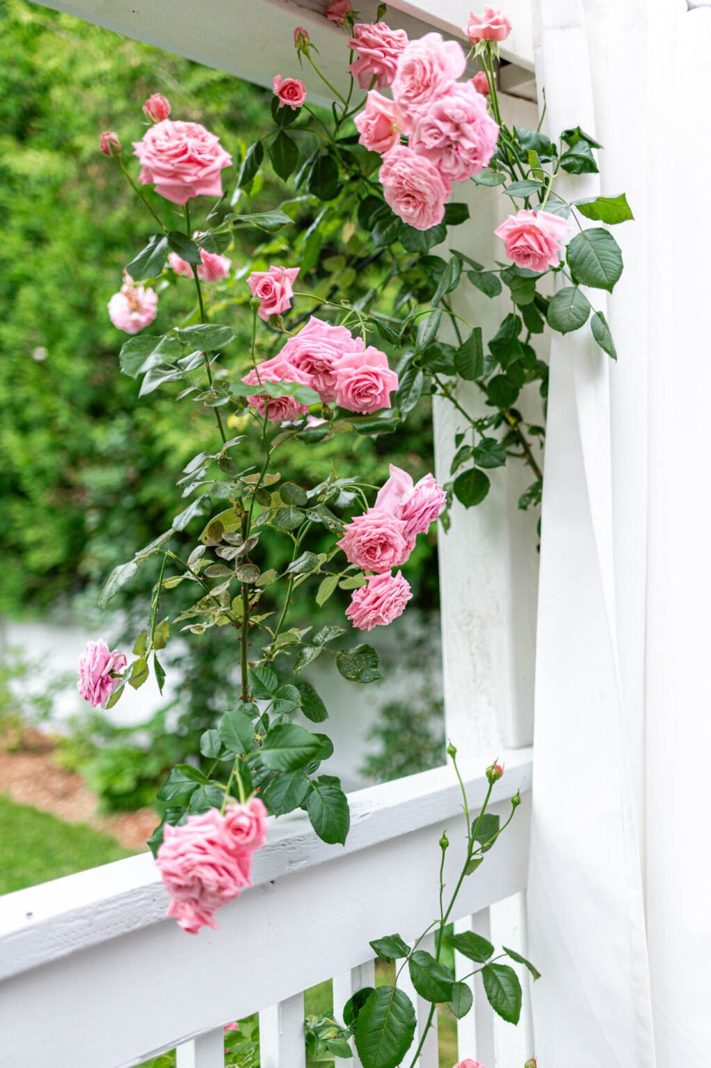 How to Deadhead Climbing Roses for More Blooms - The Rooted Farmhouse ...