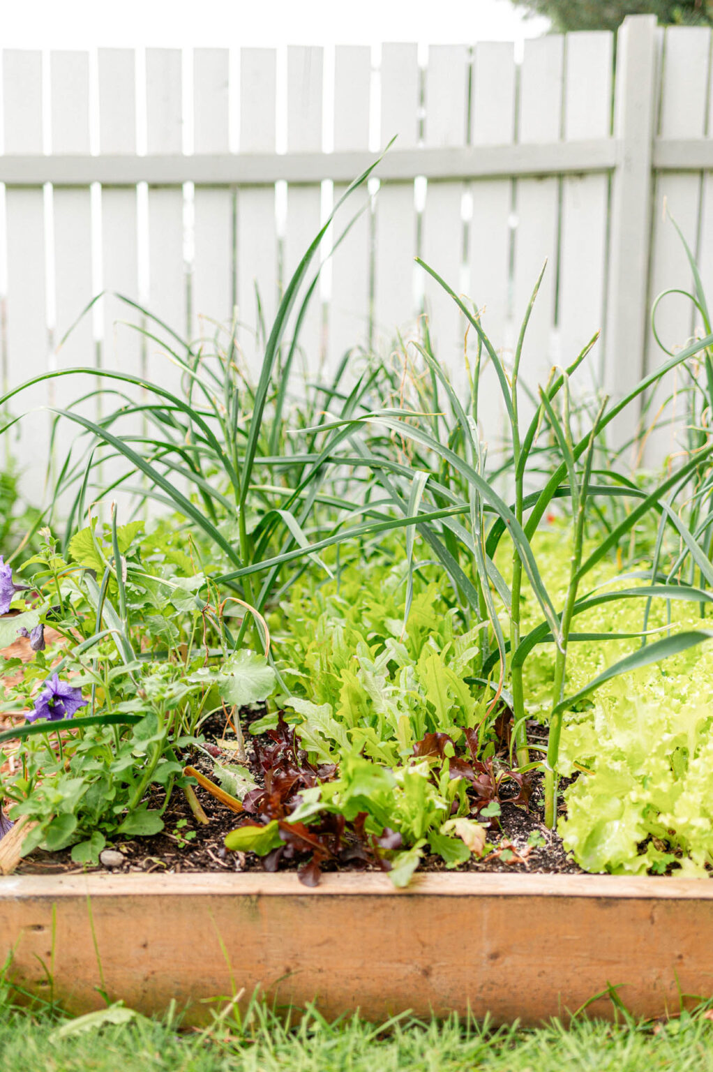 Lettuce Companion Planting - The Rooted Farmhouse | Gardening, Canning ...