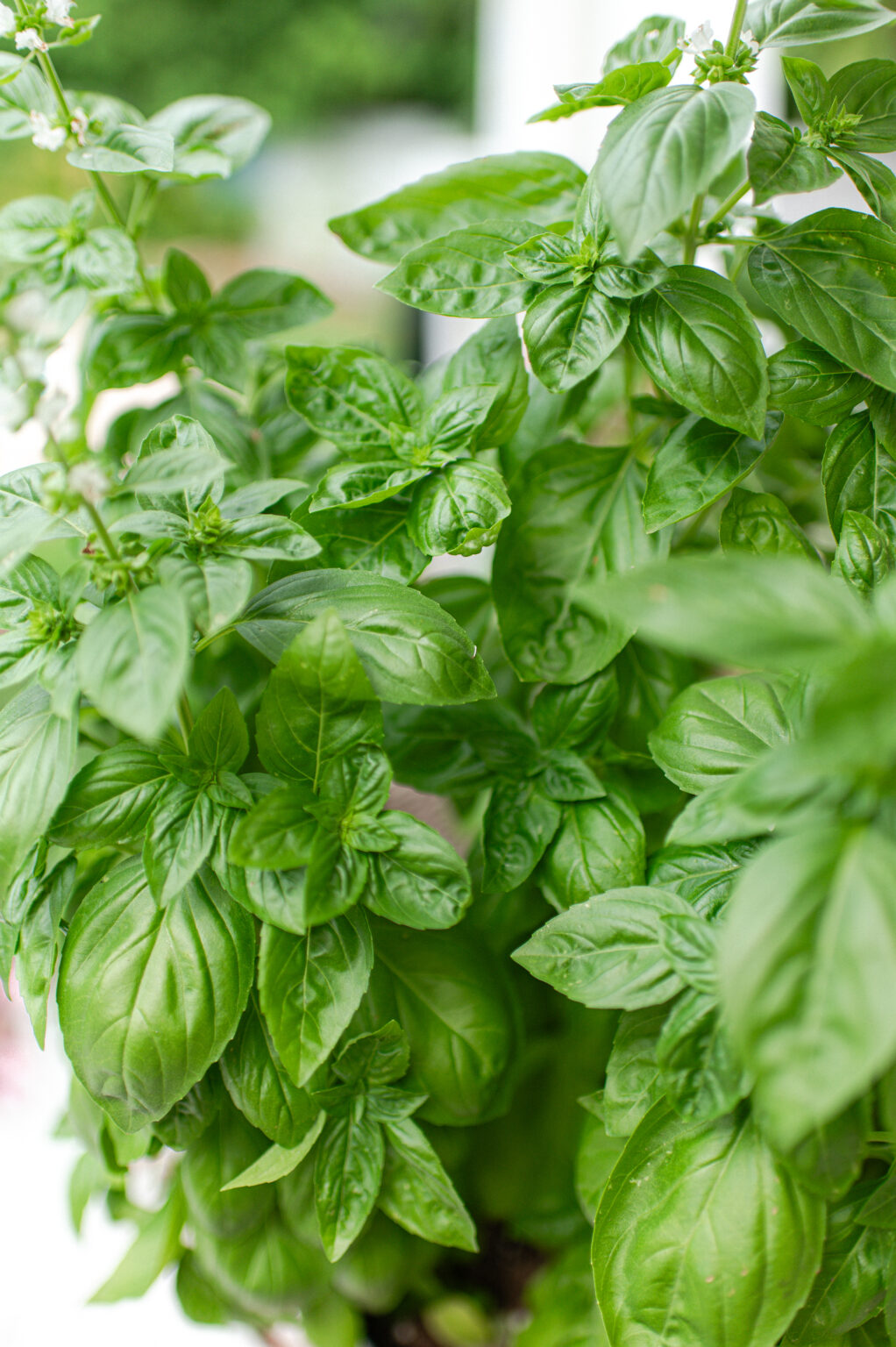 How to Dehydrate Basil for Long-Term Storage - The Rooted Farmhouse ...