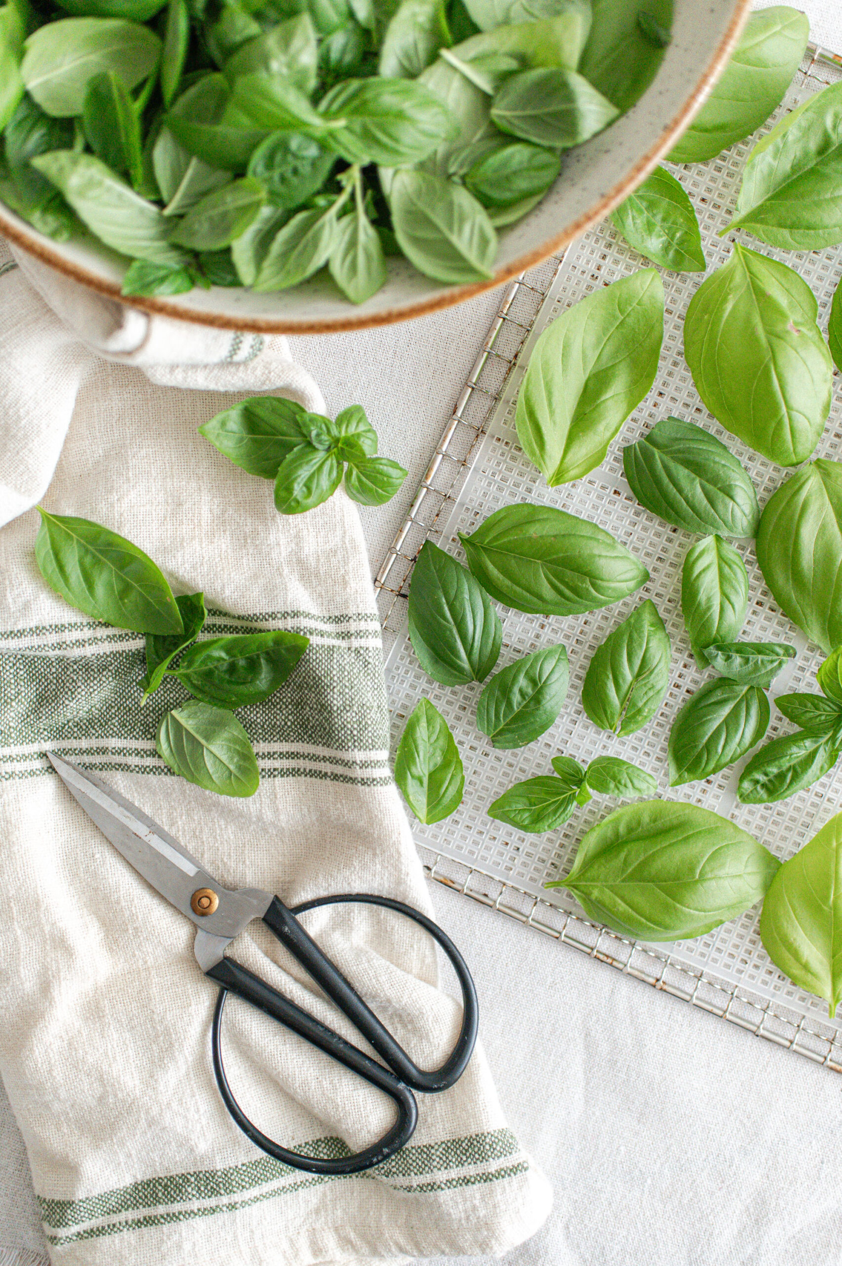 How to Dehydrate Basil for Long-Term Storage - The Rooted Farmhouse