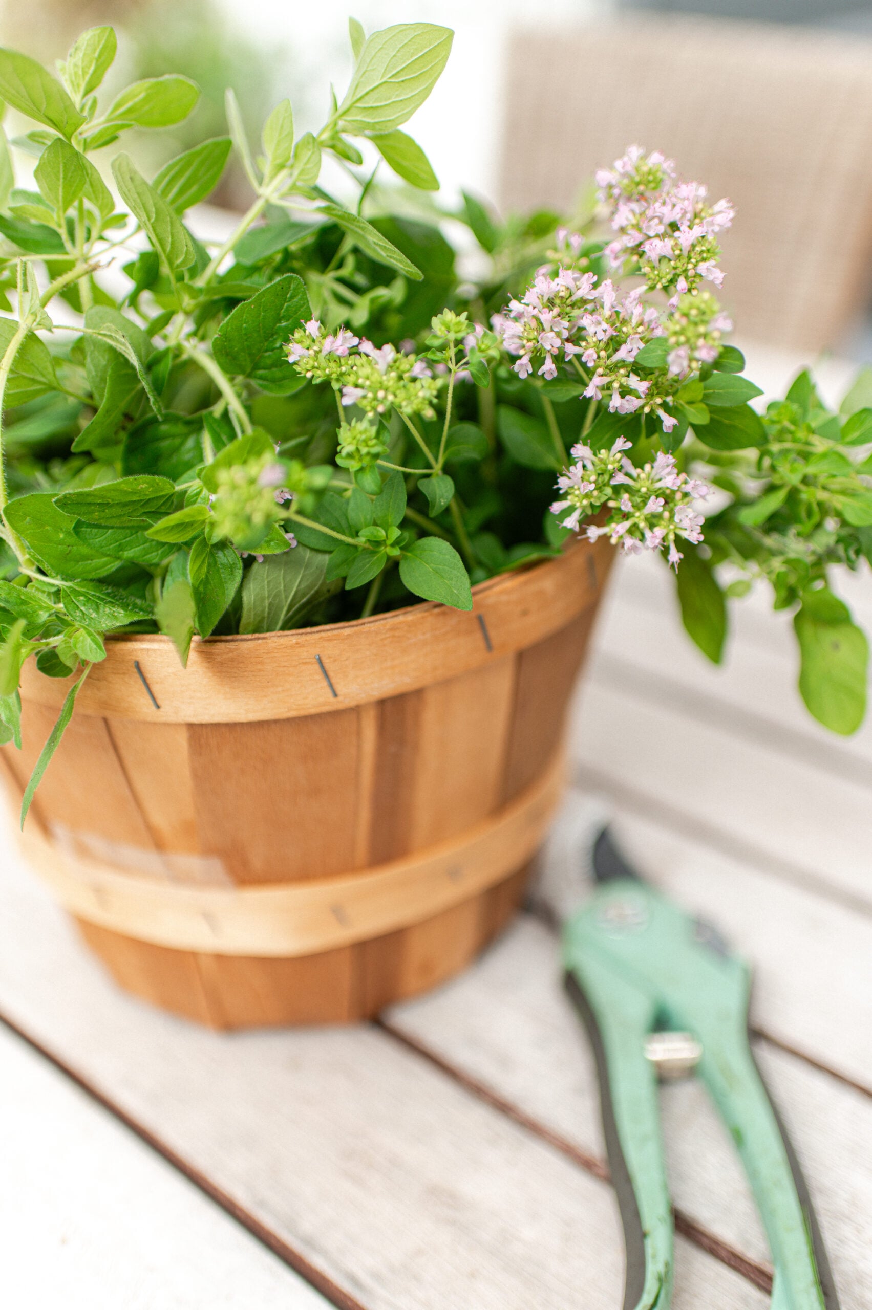 How to Dehydrate Oregano - The Rooted Farmhouse | Gardening, Canning ...