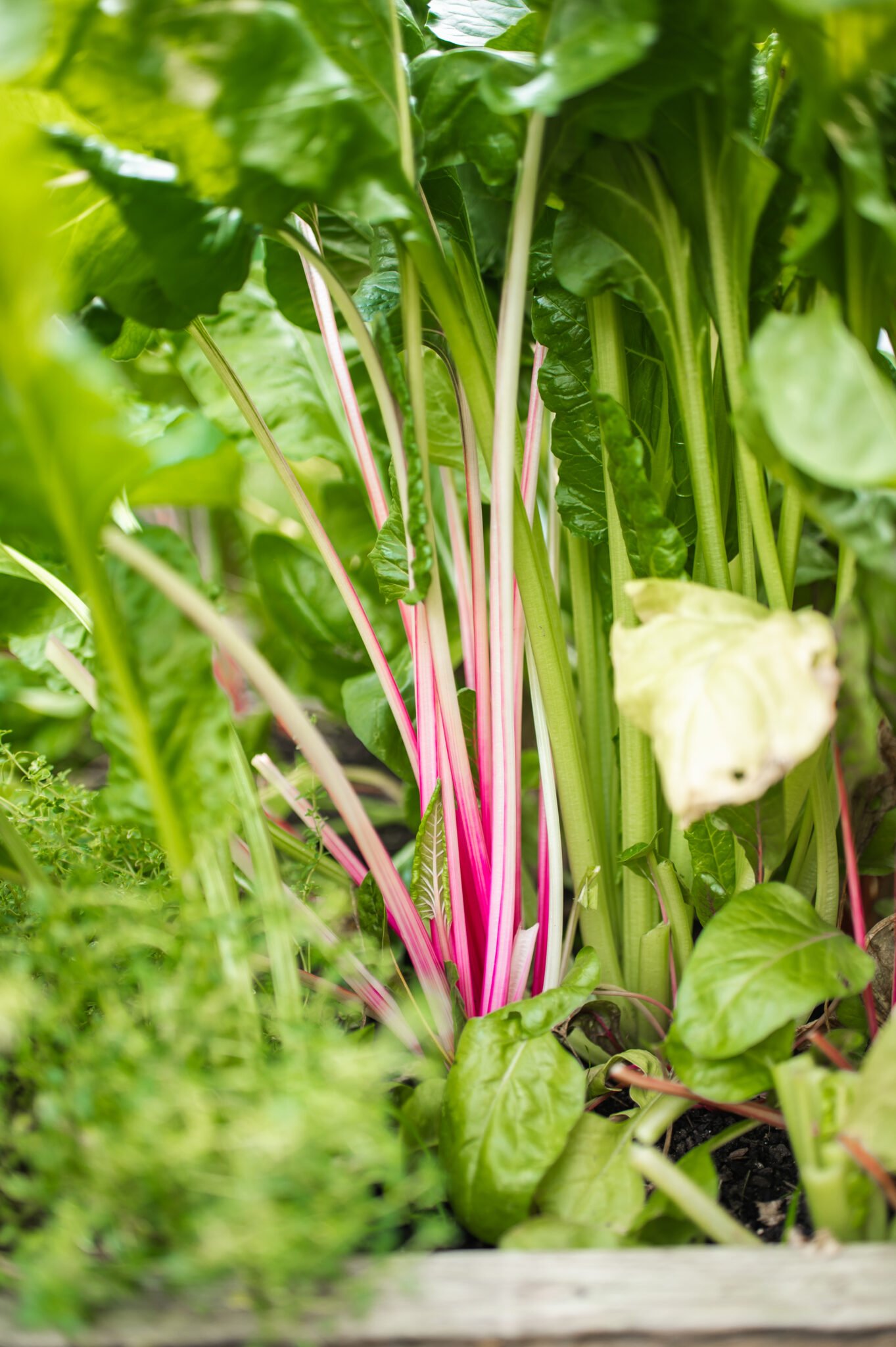 Zesty Pickled Rainbow Swiss Chard - The Rooted Farmhouse | Gardening ...