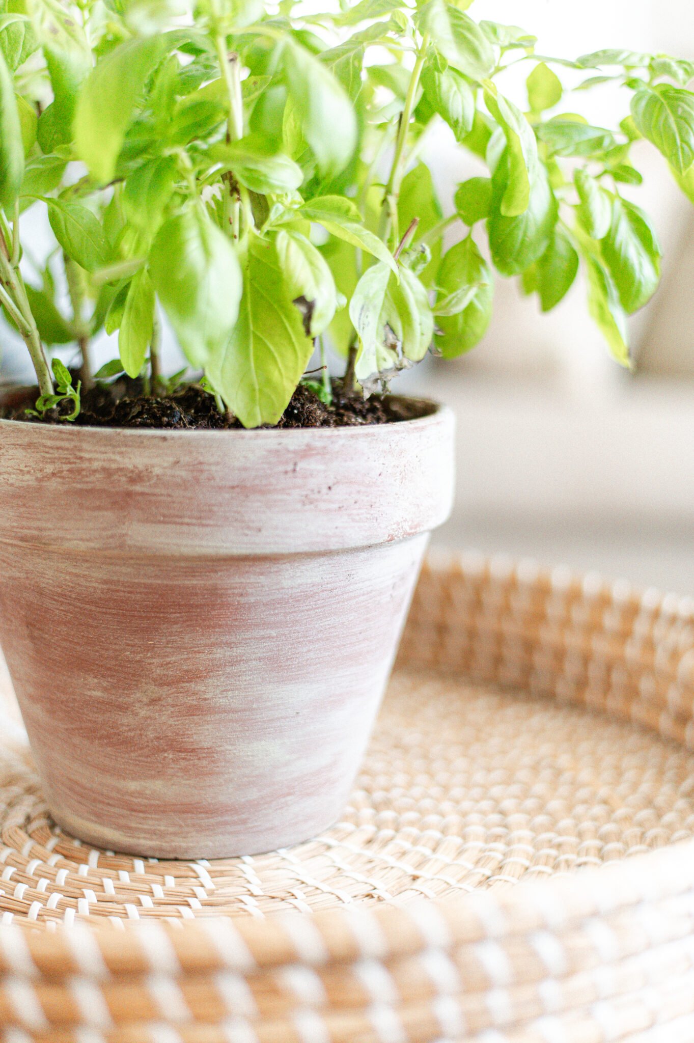 DIY Whitewashed Terra Cotta Pots - The Rooted Farmhouse | Gardening ...
