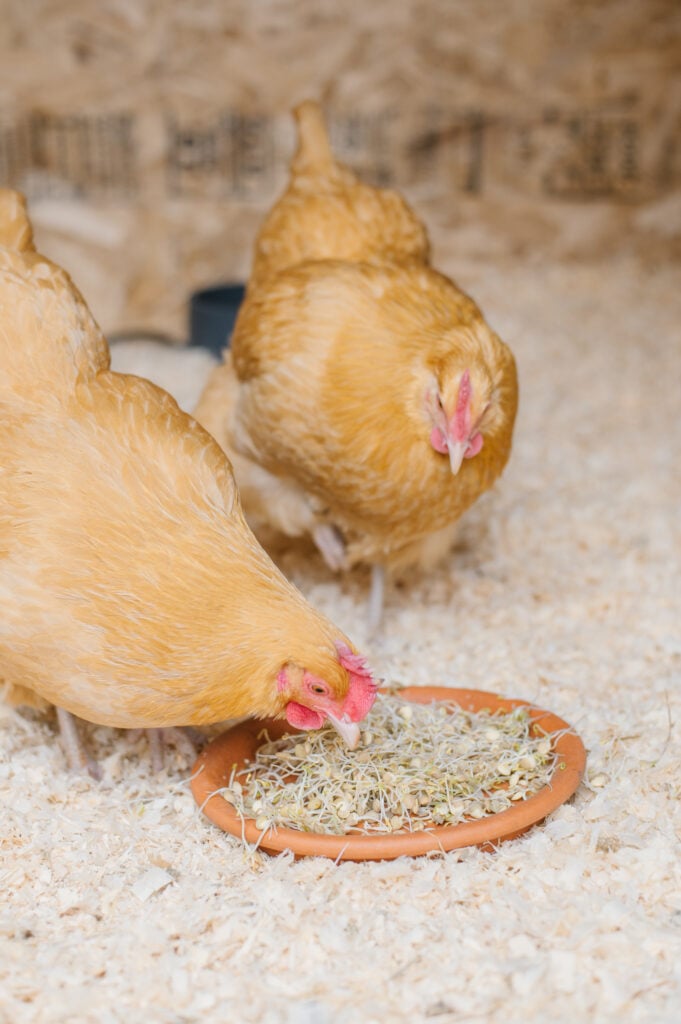 Our Indoor Seed Starting Setup - The Rooted Farmhouse | Gardening ...