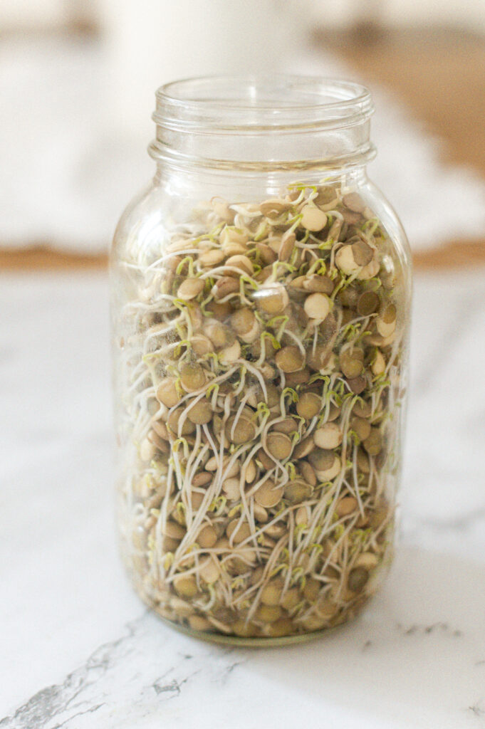 How to Sprout Lentils For Chickens - The Rooted Farmhouse | Gardening ...