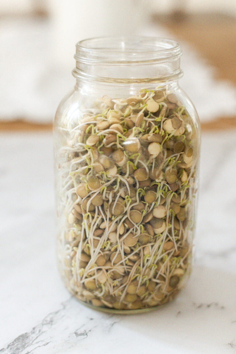 How to Sprout Lentils For Chickens - The Rooted Farmhouse | Gardening ...